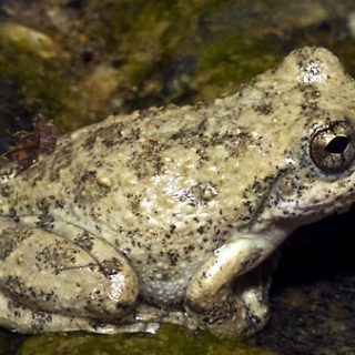 California Tree Frog Facts and Pictures
