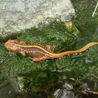 Emperor Newt Facts and Pictures