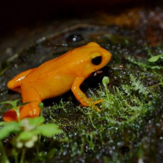 Golden Mantella Facts and Pictures