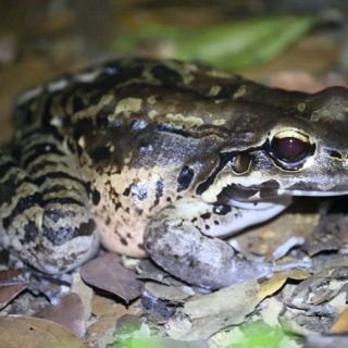 Mountain Chicken Frog Facts and Pictures