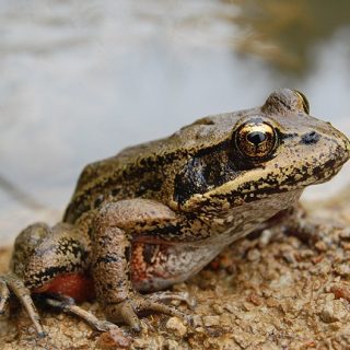 Northern Red Legged Frog Facts and Pictures