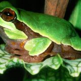 Pine Barrens Tree Frog Facts and Pictures