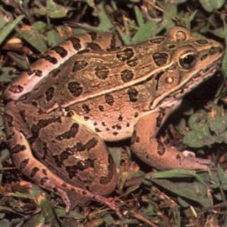 Plains Leopard Frog Facts and Pictures