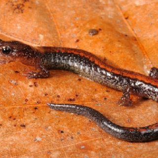 Red Backed Salamander Facts and Pictures