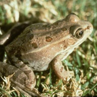 Relict Leopard Frog Facts and Pictures