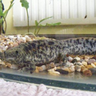 Spanish Ribbed Newt Facts and Pictures