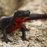 Emperor Newt Facts and Pictures