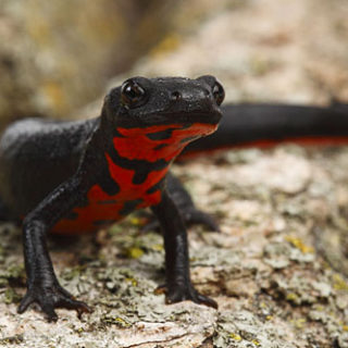 Japanese Fire Belly Newt Facts and Pictures