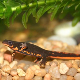 Japanese Fire Belly Newt Facts and Pictures