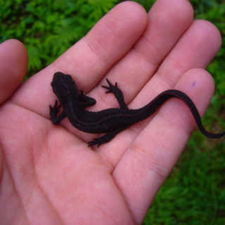 Japanese Fire Belly Newt Facts and Pictures