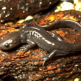 Lesser Siren Facts and Pictures