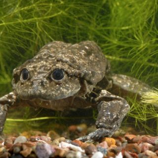Desert Rain Frog Facts and Pictures