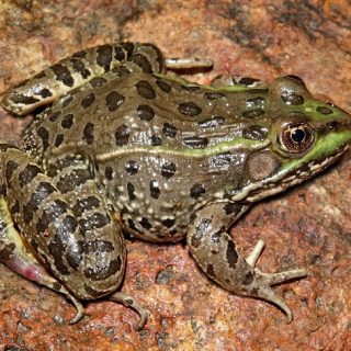 Pinocchio Frog Facts and Pictures