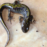 Lesser Siren Facts and Pictures