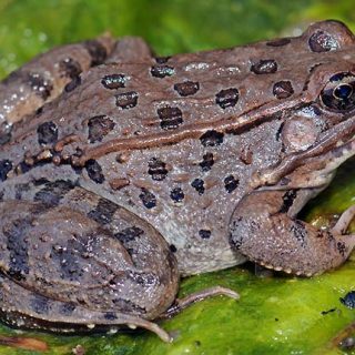 Lowland Leopard Frog Facts and Pictures