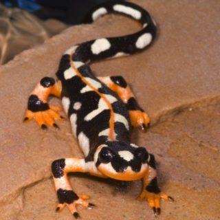 California Newt Facts and Pictures