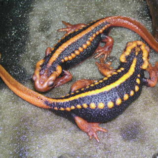 Emperor Newt Facts and Pictures