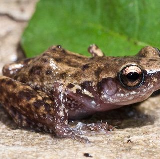Rio Grande Chirping Frog Facts and Pictures