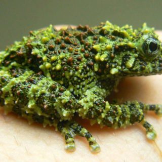 Vietnamese Mossy Frog Facts and Pictures