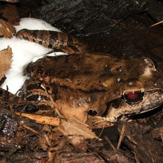 Mountain Chicken Frog Facts and Pictures