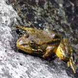 Vampire Frog Facts and Pictures