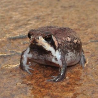 Desert Rain Frog Facts and Pictures