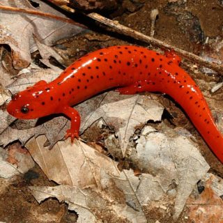Red Backed Salamander Facts and Pictures