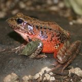 Vampire Frog Facts and Pictures
