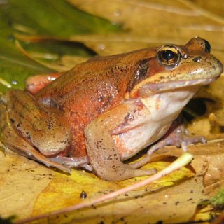 Northern Red Legged Frog Facts and Pictures