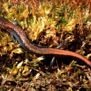 Red Backed Salamander Facts and Pictures