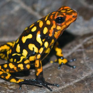 Pinocchio Frog Facts and Pictures