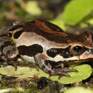 European Tree Frog Facts and Pictures