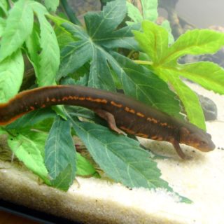 Emperor Newt Facts and Pictures