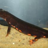Paddle Tail Newt Facts and Pictures