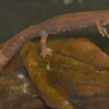 Paddle Tail Newt Facts and Pictures
