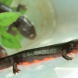 Paddle Tail Newt Facts and Pictures