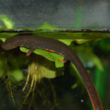 Paddle Tail Newt Facts and Pictures