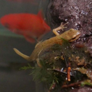 Palmate Newt Facts and Pictures