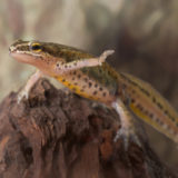 Newts: Facts and List of Types With Pictures - Amphibian Fact