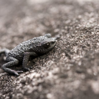 Pebble Toad Facts and Pictures