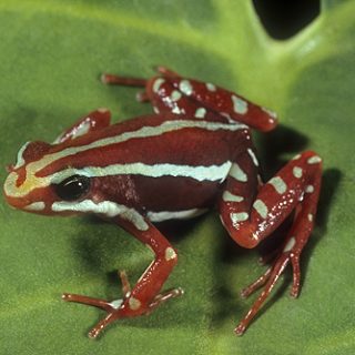 Vampire Frog Facts and Pictures