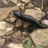 Lesser Siren Facts and Pictures