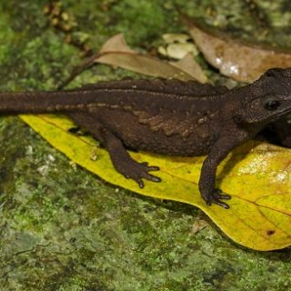Anderson's Crocodile Newt Facts and Pictures