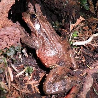 Northern Red Legged Frog Facts and Pictures