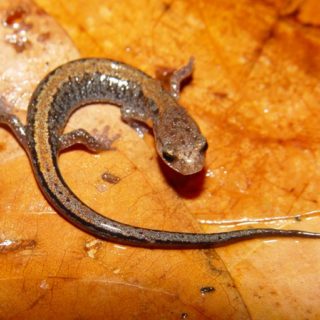 Lesser Siren Facts and Pictures