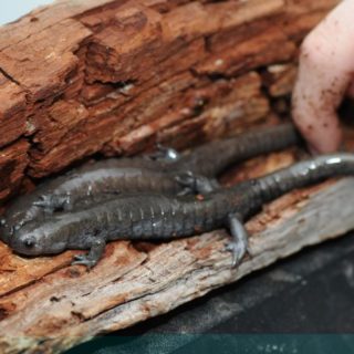 Streamside Salamander - Amphibian Fact