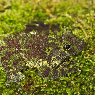 Vietnamese Mossy Frog Facts and Pictures