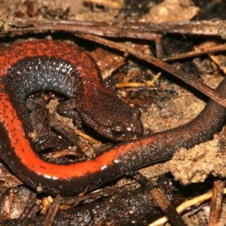 Red Backed Salamander Facts and Pictures