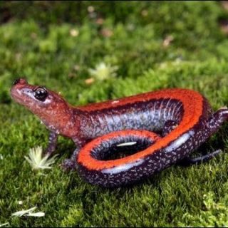 Red Backed Salamander Facts and Pictures