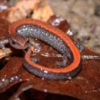 Red Backed Salamander Facts and Pictures